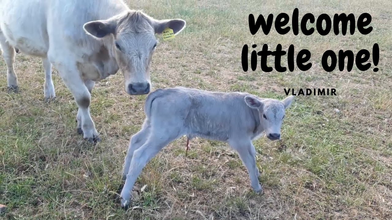Calf Quotes