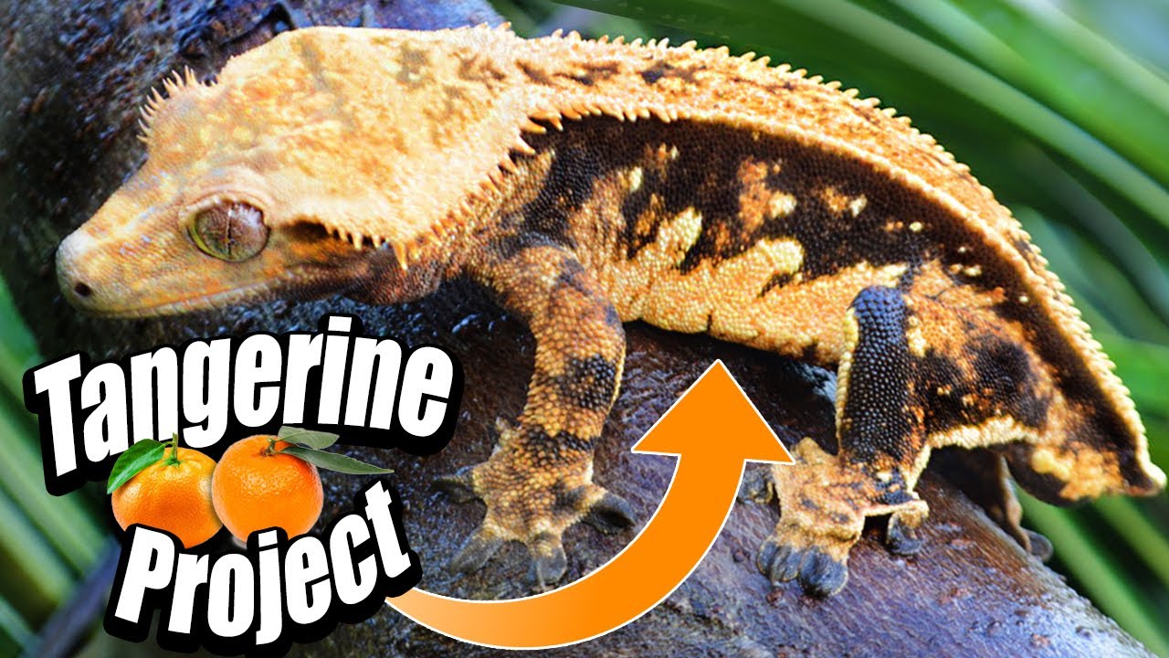 Orange Crested Gecko Flame Crested Gecko | Evolution Reptiles
