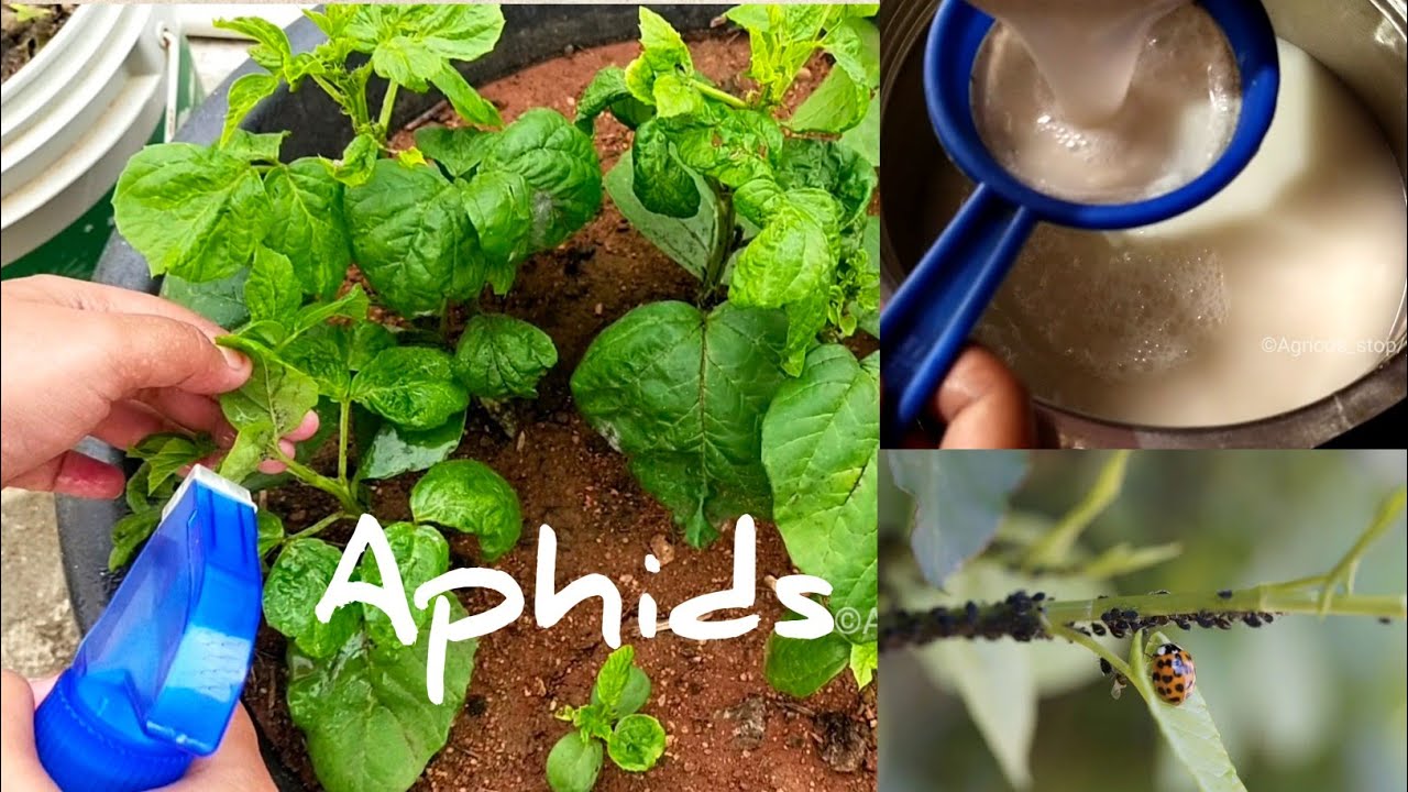 How to make Homemade pesticide to control aphids and white flies| what ...