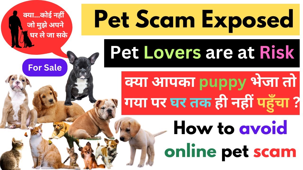 Pet Scams Exposed l Puppy online sale fraud l Beware of fake pet animal ...