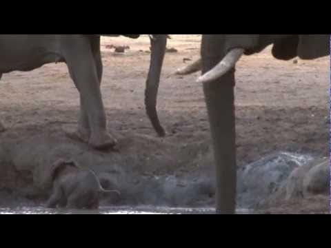 Elephant Rescue - YouTube