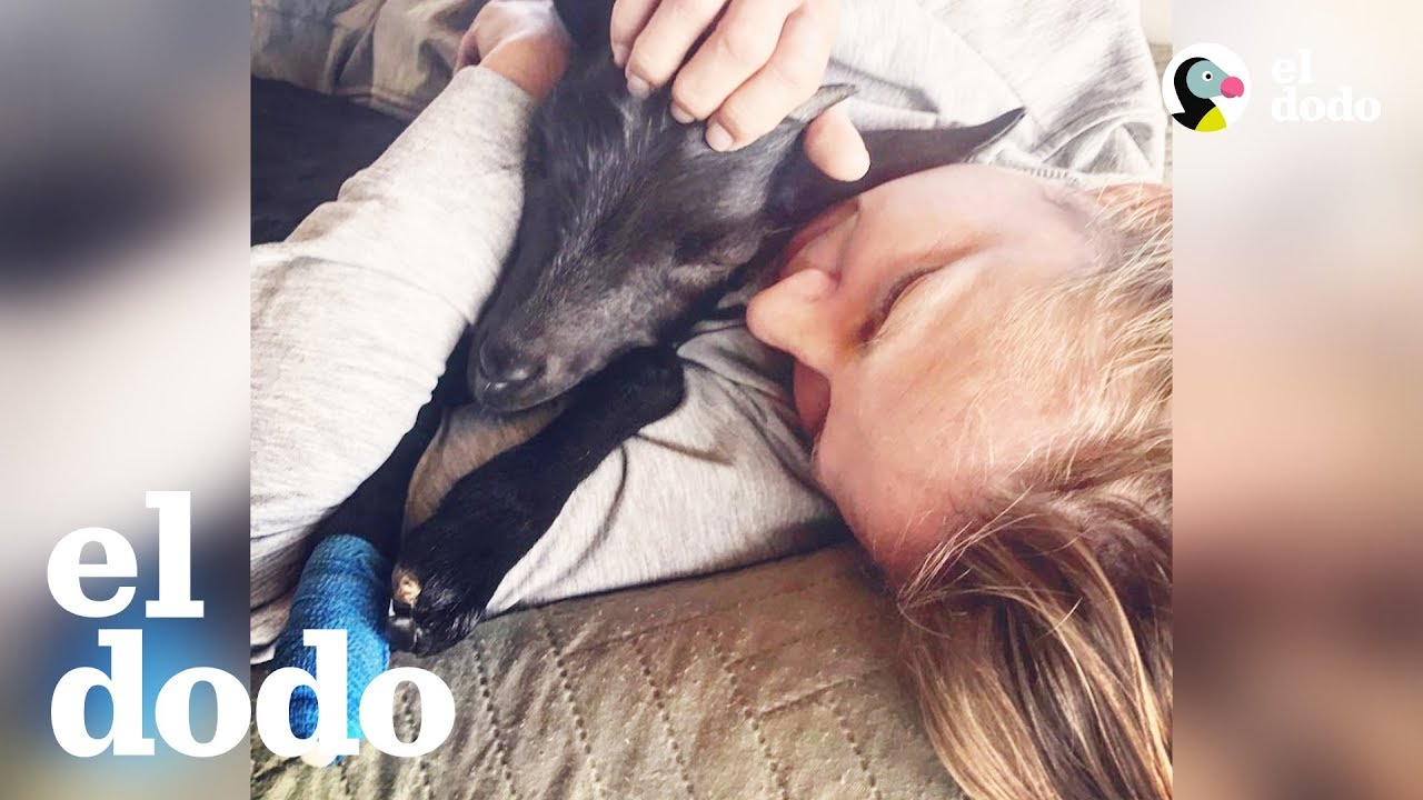 Cabra Enferma Vuelve a Correr con su Gato Preferido - YouTube