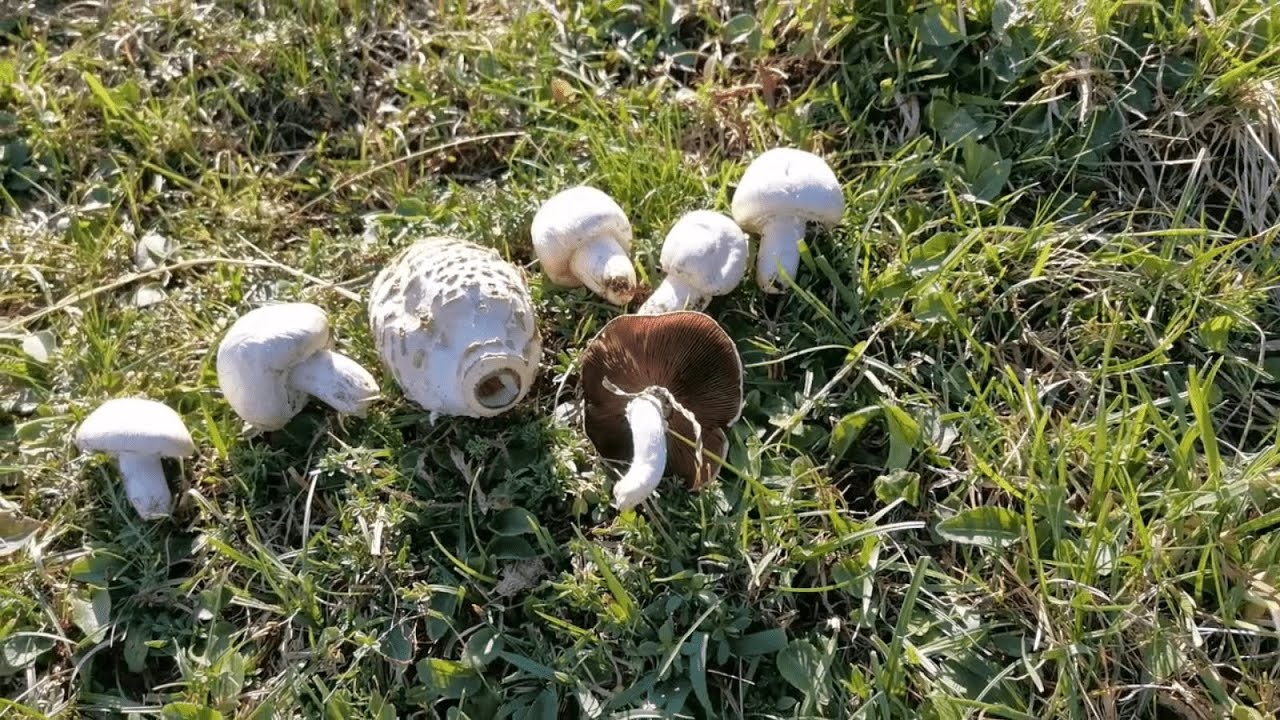 I funghi dei prati: prataioli, turini, mazze di tamburo e vesce - YouTube