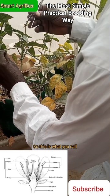 Simple and detailed method of Marrying two plants. (Breeding). #plants ...