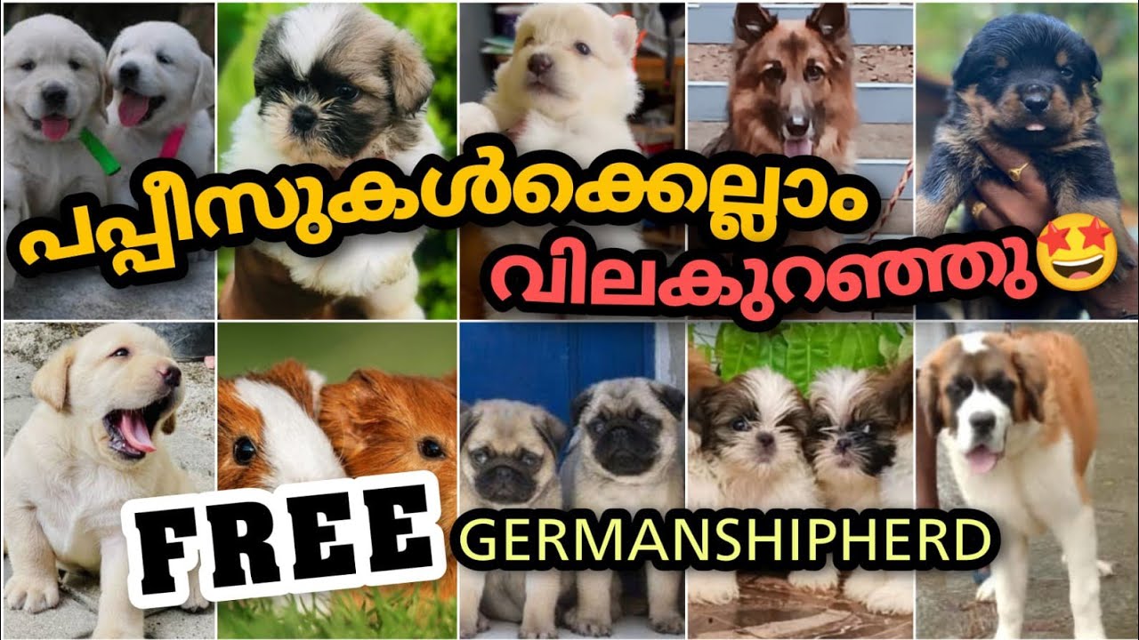 വിലക്കുറവിൽ അടിപൊളി പപ്പീസുകൾ 🔥 | Gsd Free adoption 🤑 | Dogs and puppies for Sale | PETS POINT ...
