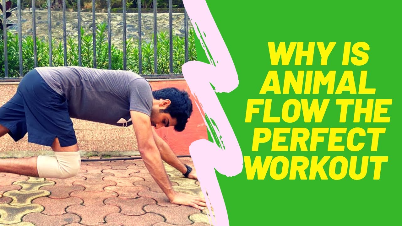 Why Animal Flow? | Why is Animal Flow the Perfect Workout? - YouTube