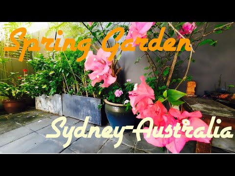 Spring Garden …. Sydney-Australia - YouTube