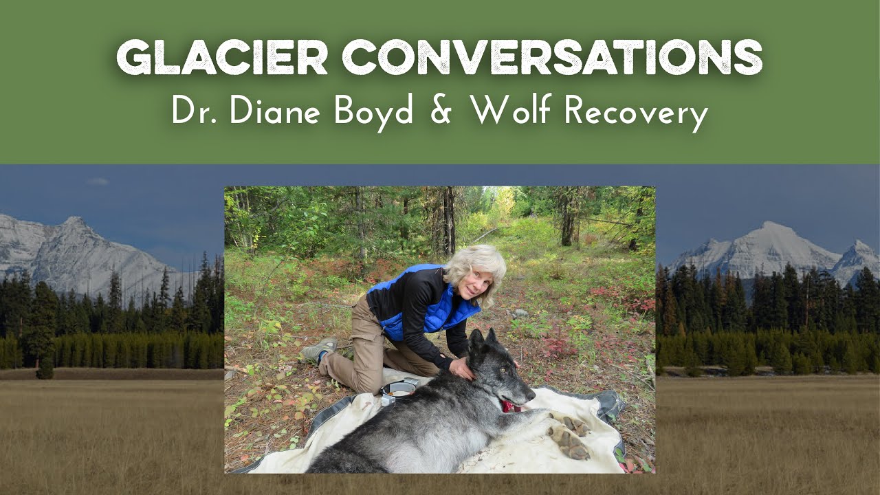 Glacier Conversations - Dr. Diane Boyd & Wolf Recovery - YouTube