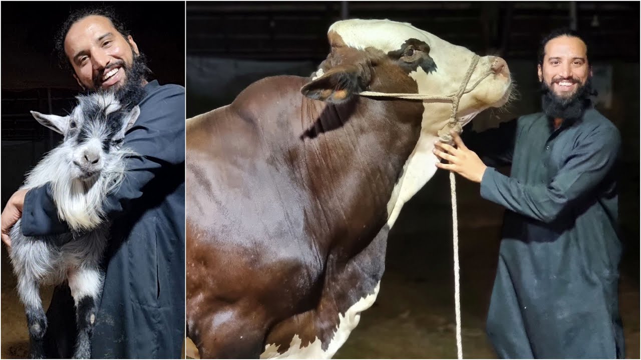 Rare Collection At Master Goat And Cattle Farm 😍🔥 | AR Maani - YouTube