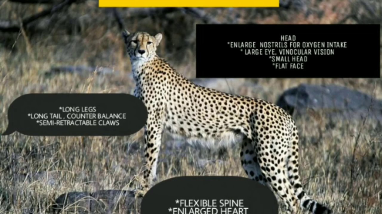 Is cheetah a bullet and gun? Secret of speed? - YouTube