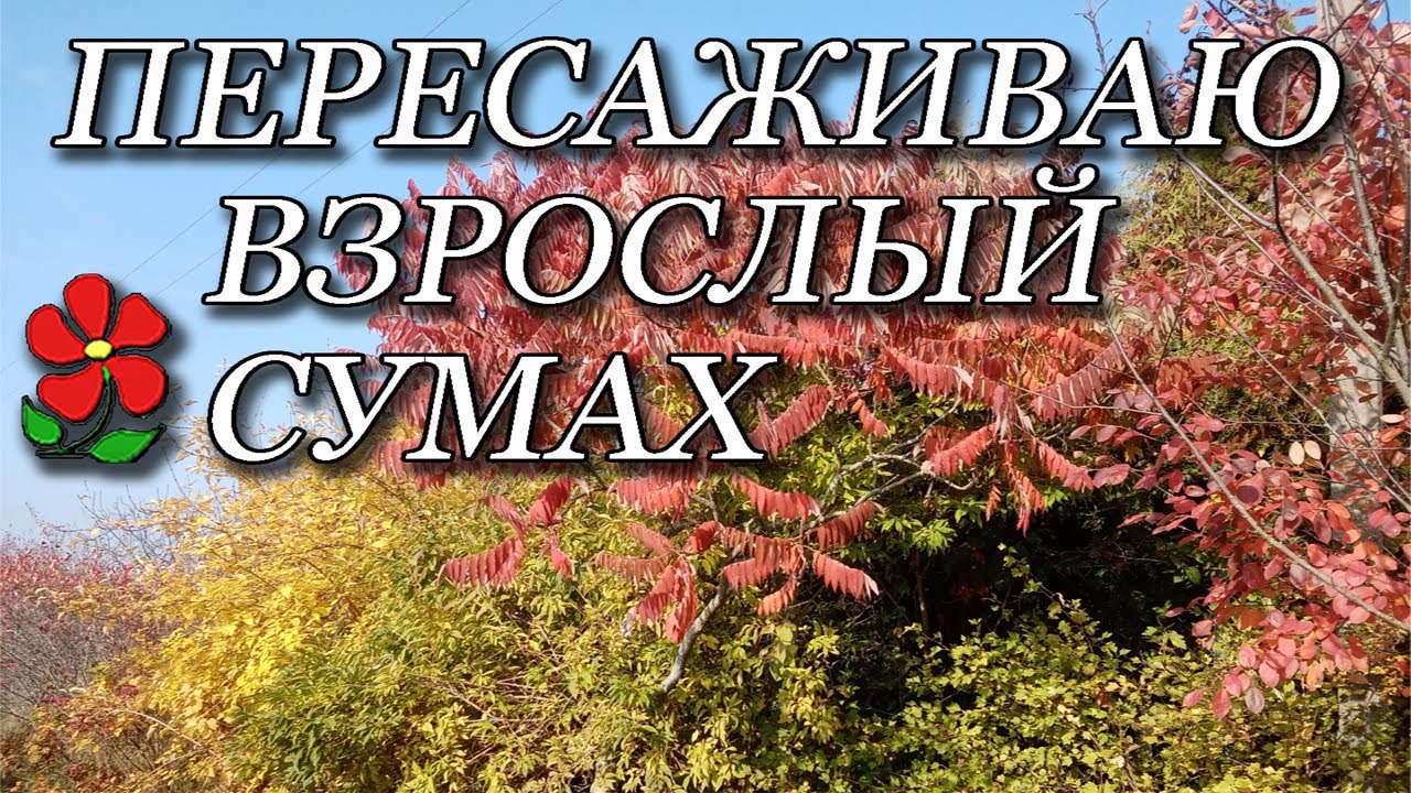 Пересаживаю взрослый сумах Youtube