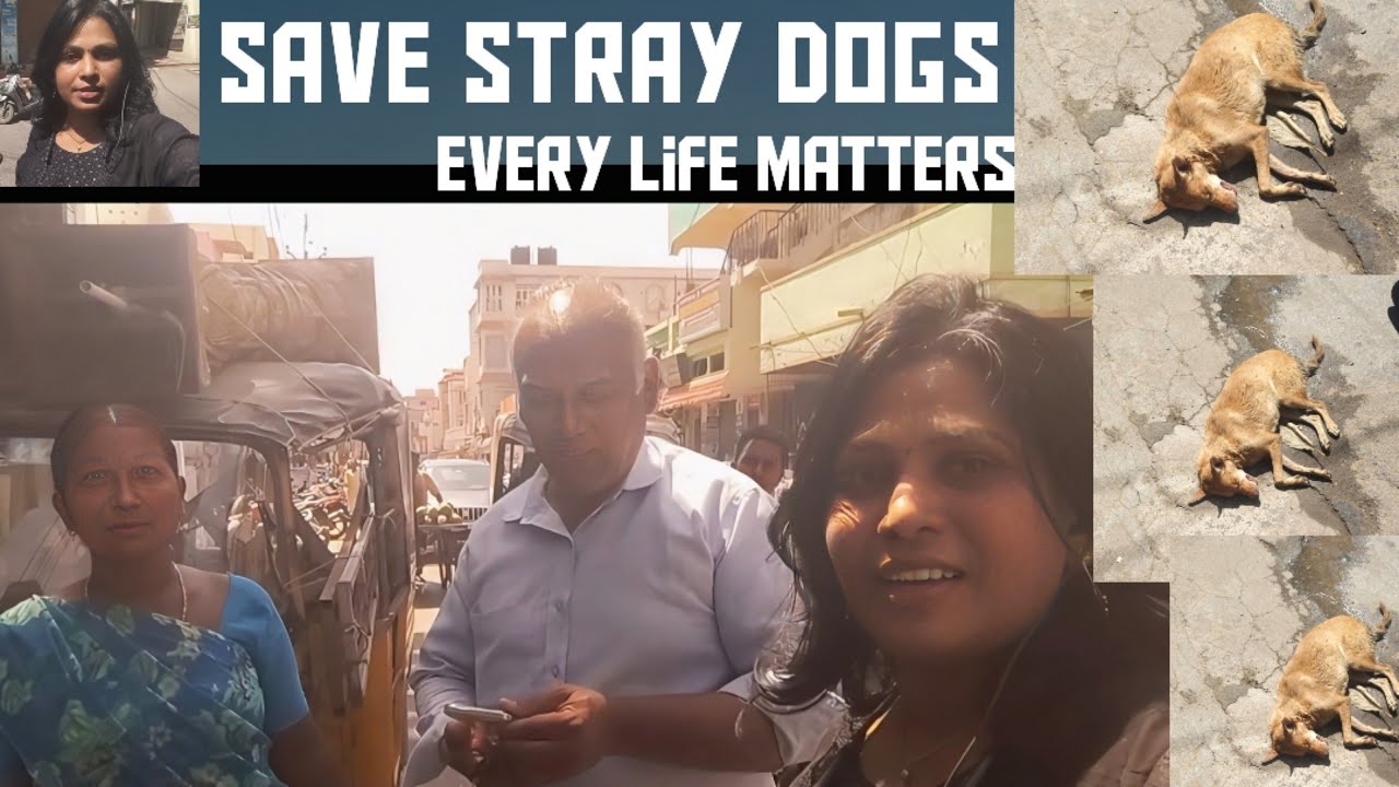 #Plz save stray dogs@ walk with bindhu - YouTube
