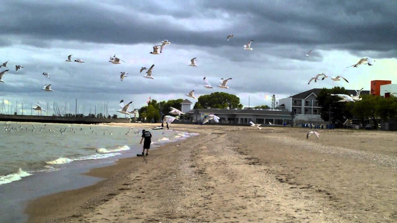 Chasing gulls at Gimli beach 2013 in Gimli Manitoba Canada - YouTube