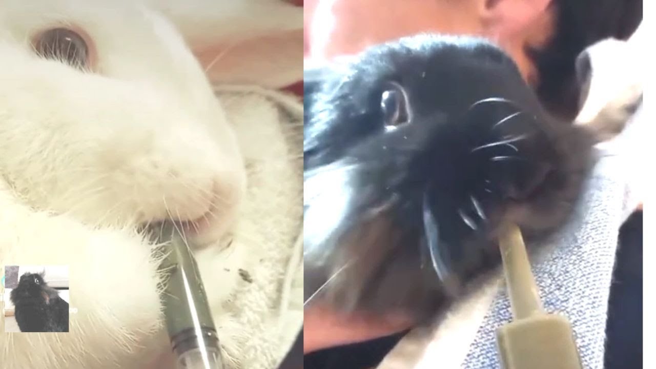 feeding a special needs rabbit V feeding a typical rabbit - YouTube