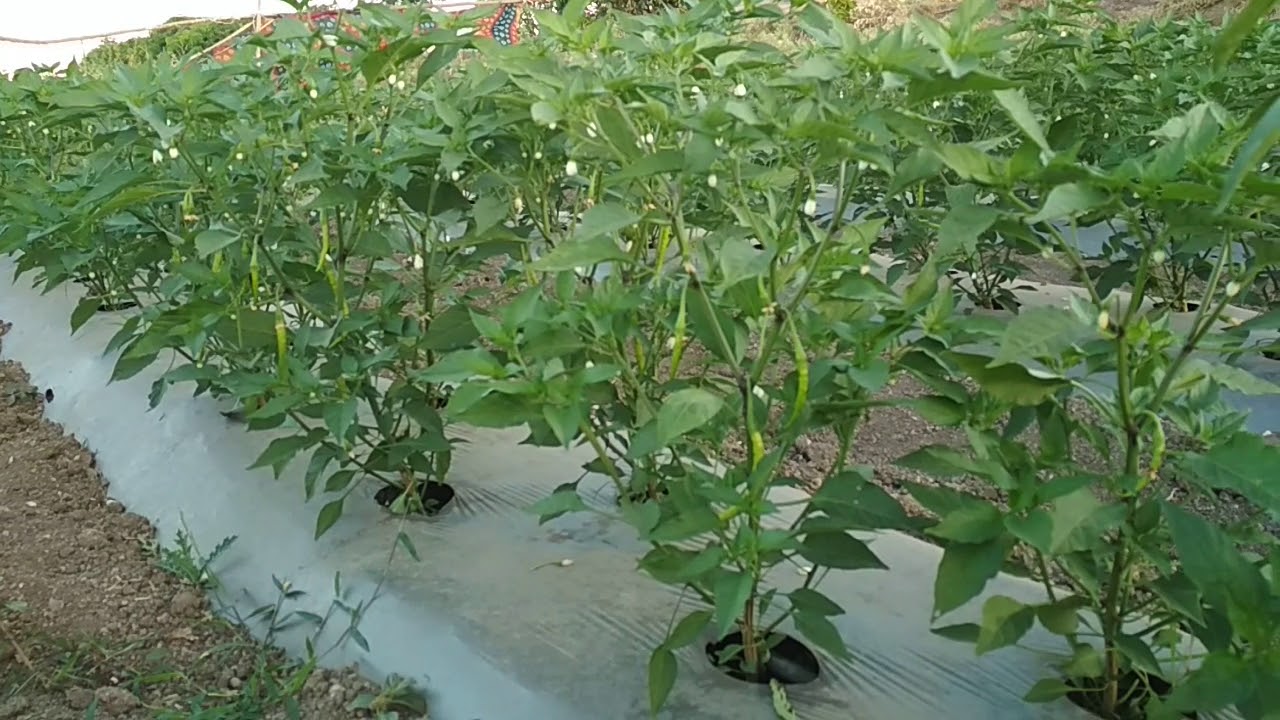 मिरची लागवड | mirch ki kheti | chilli farming | mirchi lagwad # ...
