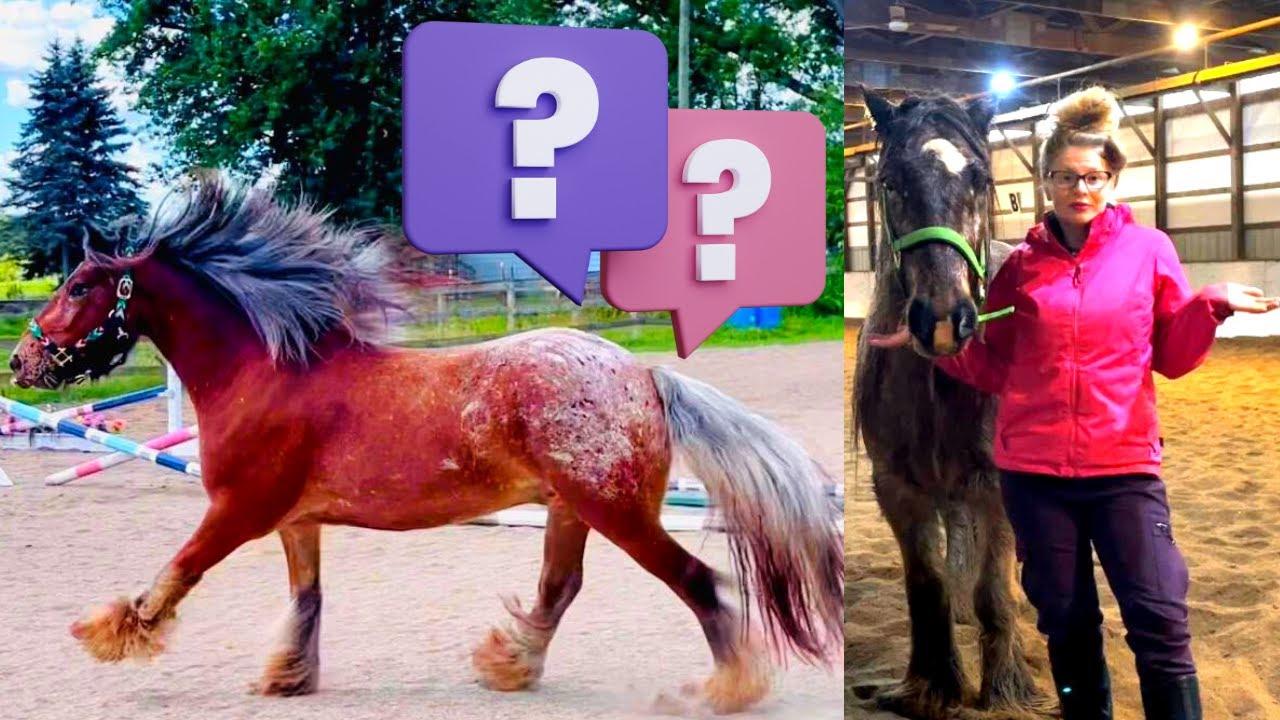 AM I SELLING MY GYPSY VANNER? - YouTube