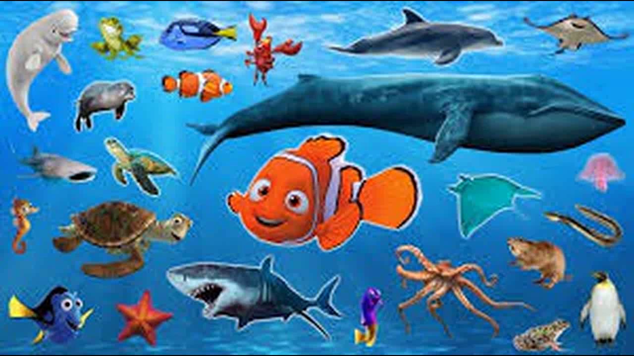 Class 6 Science Chapter 9 Part 4 YouTube class-6-science-chapter-9-part-4-youtube