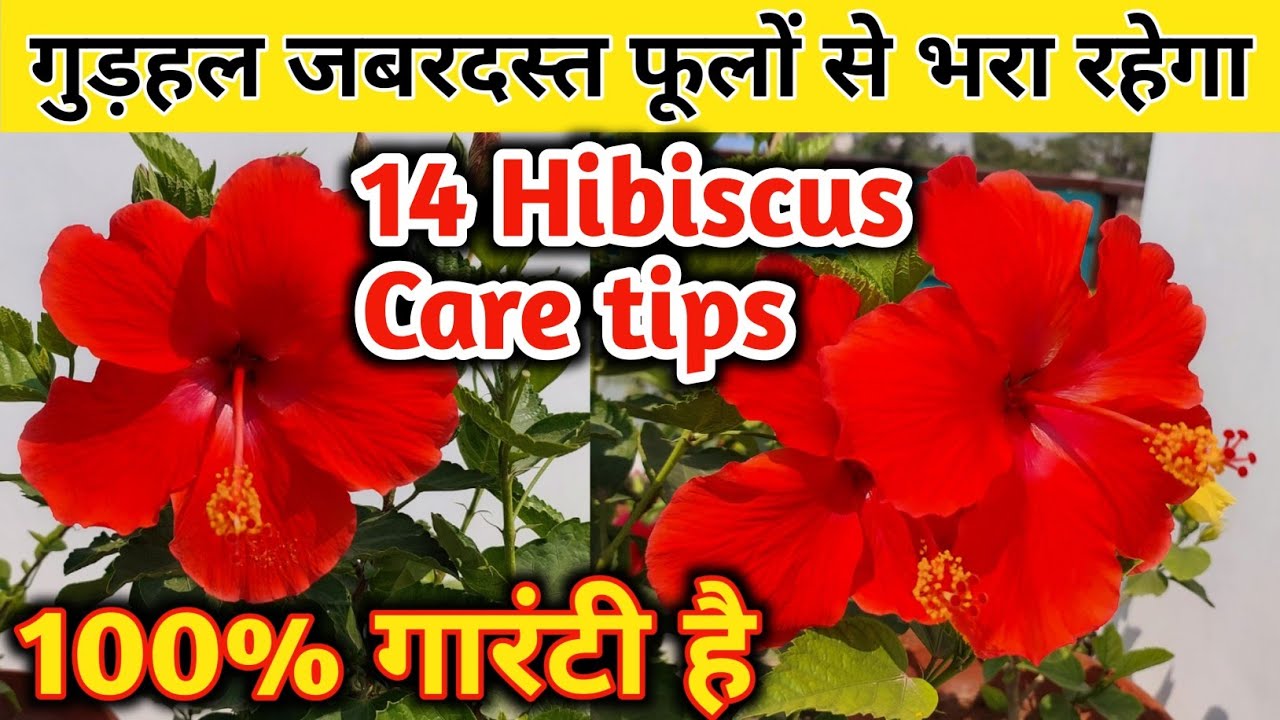 HIBISCUS PLANT CARE & Growing tips.How to care of hibiscus plant.Gudhal ...