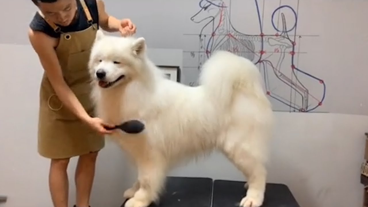 Samoyed Dog Legs And Paws Grooming By Asian Groomer (Samoyed Puppy ...