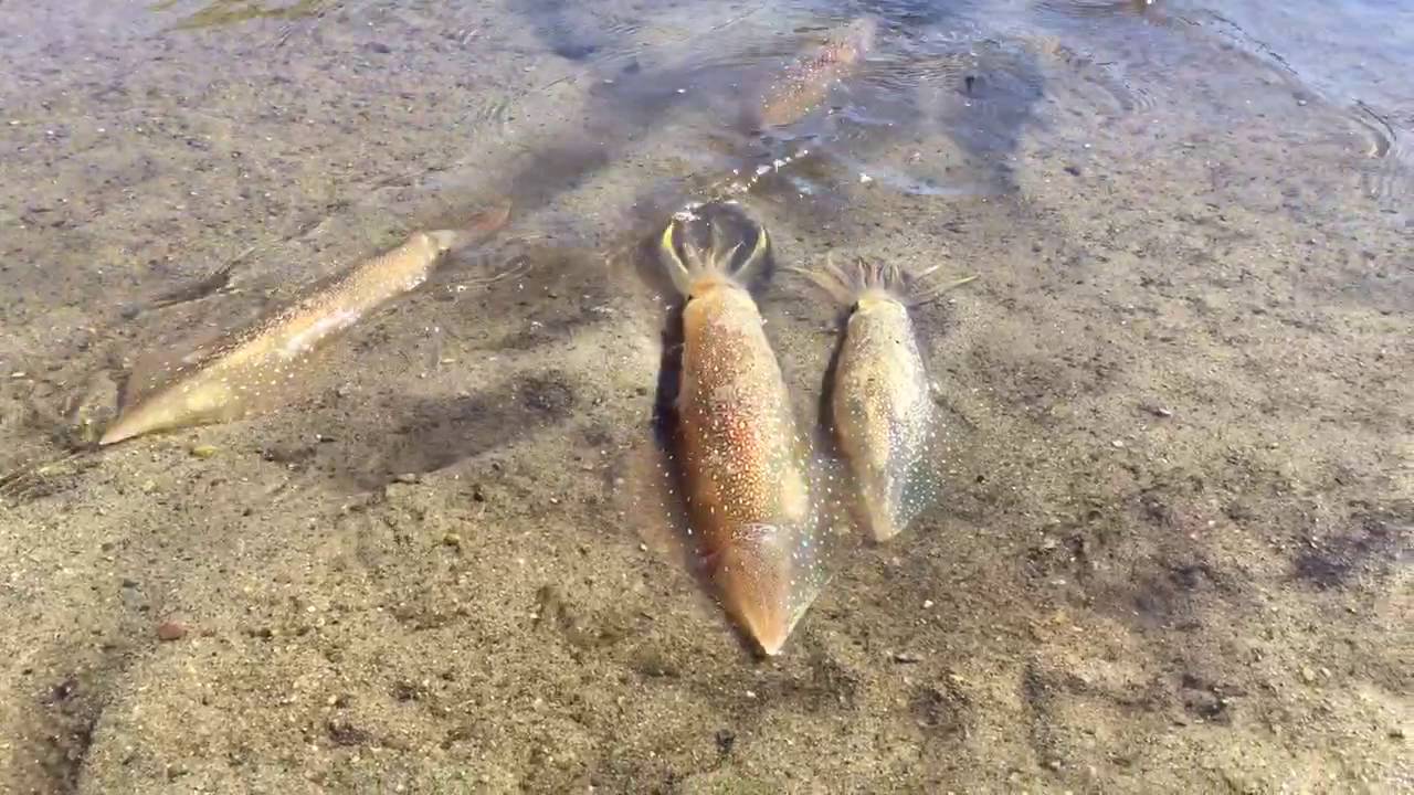More beaching squid in Nova Scotia - YouTube