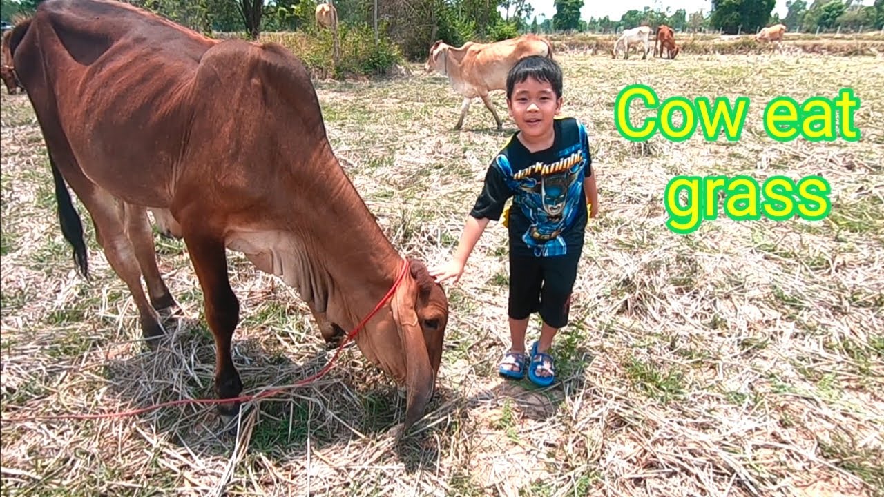 Cows eating grass in nature play with cows | Prince For Fun - YouTube