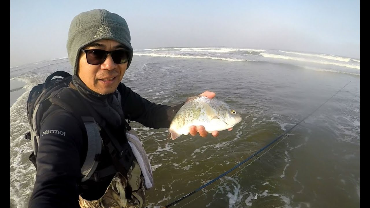 Oregon Surfperch Fishing. Catching Big Surfperch with Gulp Shrimp - YouTube
