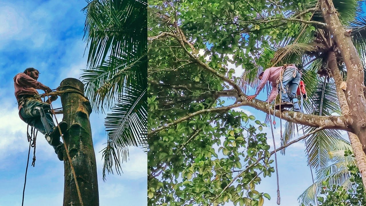 ഒരു അയിനി മുറിക്കുന്നത് കാണാം 🥰 | AYINI TREE CUTTING IN KERALA ...