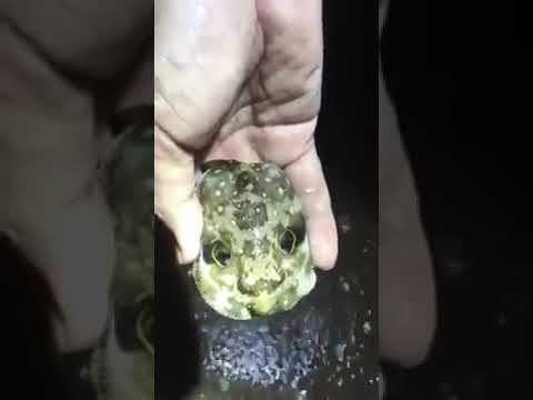 SOUBHANALLAH ! Un poisson qui se transforme en visage humain pour se ...