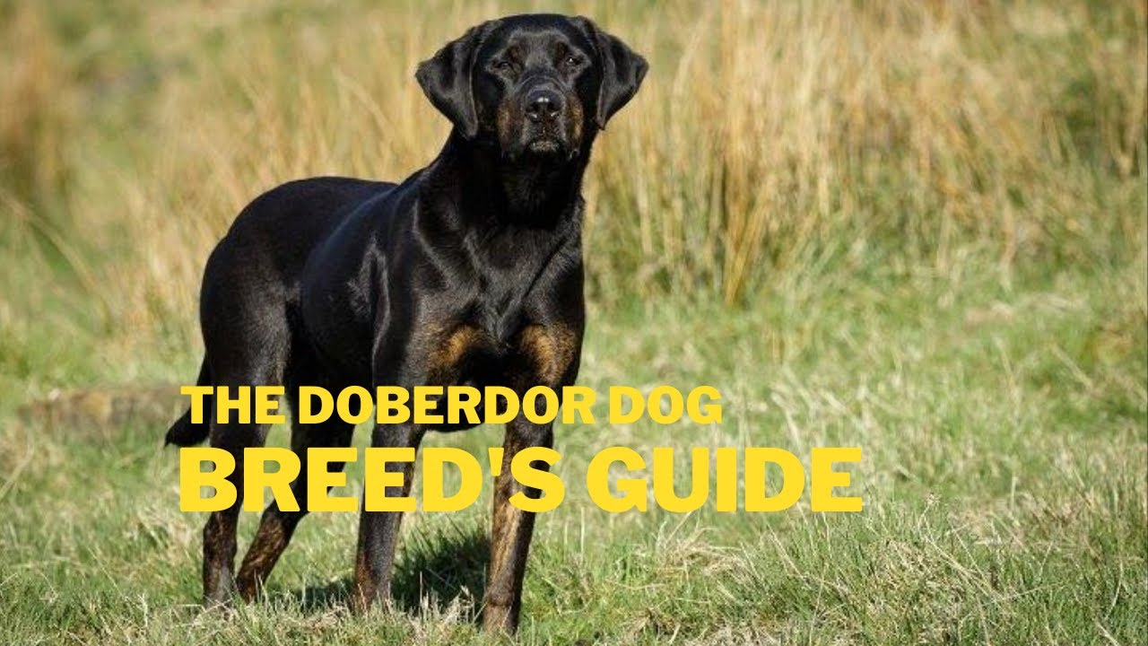 Doberdor Dog Breed Information - YouTube