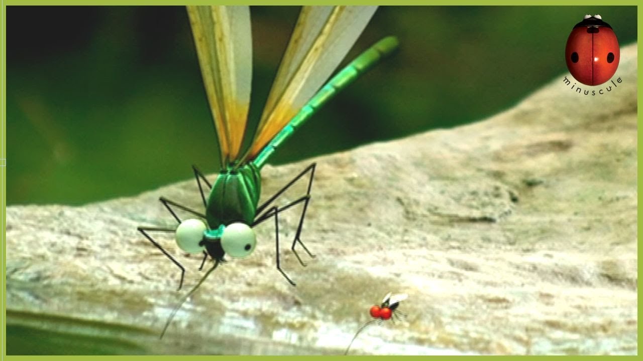 Dragonflies | Minuscule 🍃 60' Compilation - YouTube