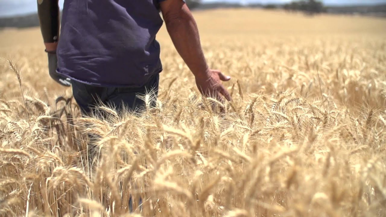 Using Boxer Gold as an early post-emergent herbicide - YouTube