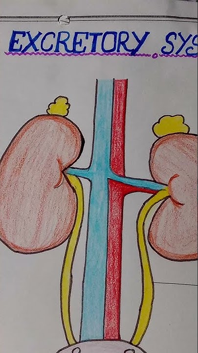 How to draw Excretory System Diagram - YouTube