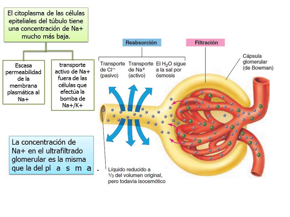 Diagrama Do Tubulo Contorcido Proximal O Sistema Tubular | Concise