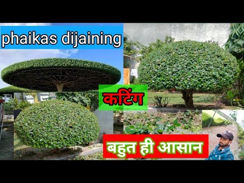 facus plant designing outdoor all plant care beautiful 20 different ...
