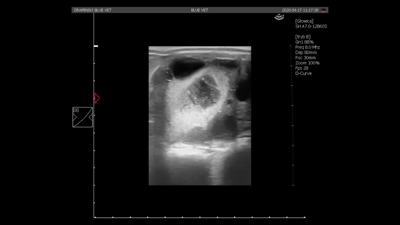 Equine reproduction. Ultrasound cine loops - Newly formed hemorrhagic ...