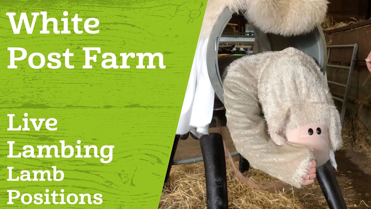 #WPFTV Lamb Positions - YouTube
