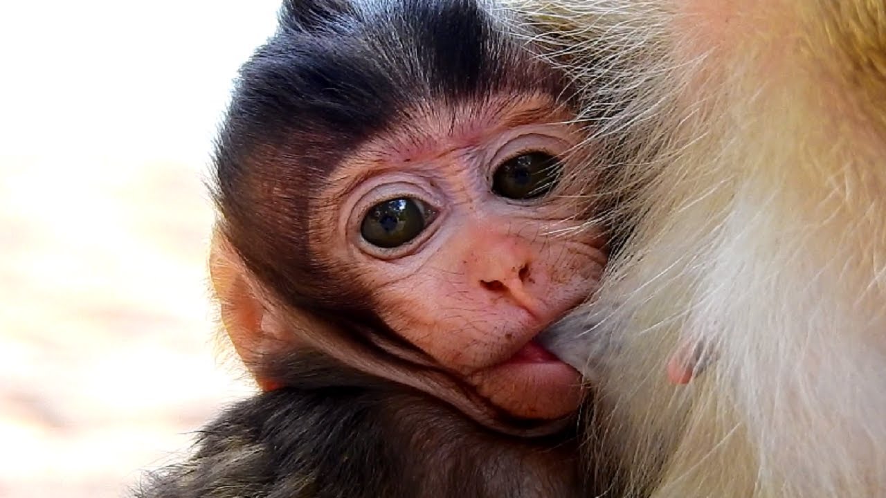 What's Cute Baby Brittany Monkey! Baby Nursing Milk Mother! - YouTube