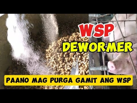 Tamang paraan ng pagpupurga gamit ang WSP. Para kainin ng baboy - YouTube