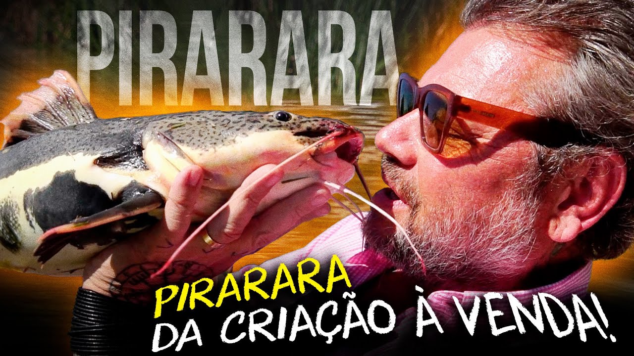 CRIAÇÃO DE PIRARARA: O PEIXE MAIS BONITO DO BRASIL NO SEU AQUÁRIO OU ...