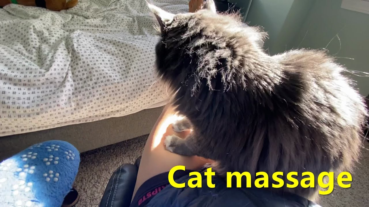 Libby cat gave me a massage! - YouTube
