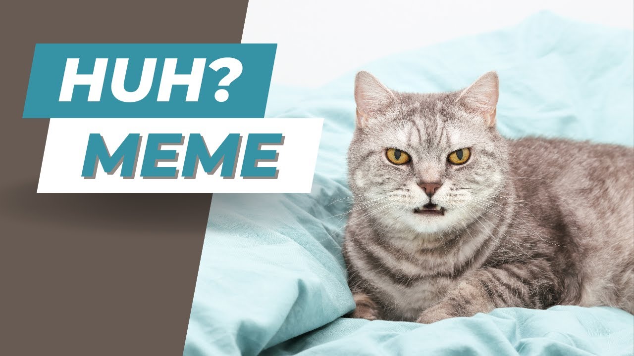 Huh? Meme | Viral Internet Cat Audio - YouTube