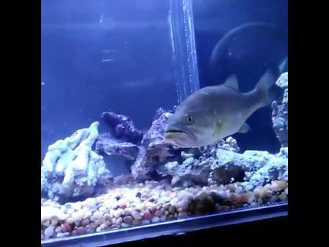My hybrid bluegill, rock bass and largemouth bass in 150 gallon blue ...
