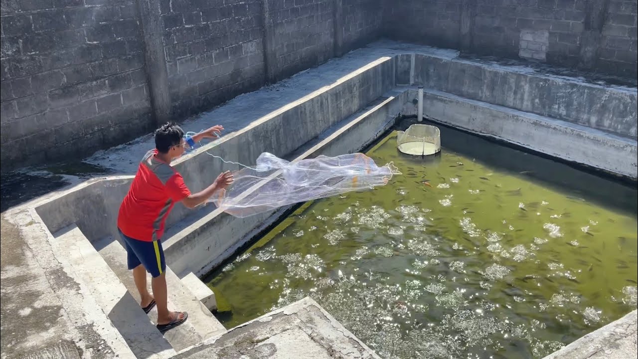 Jala Ikan di Kolam, Masak Ikan Goreng, Sambal Bawang dan Lalapan - YouTube