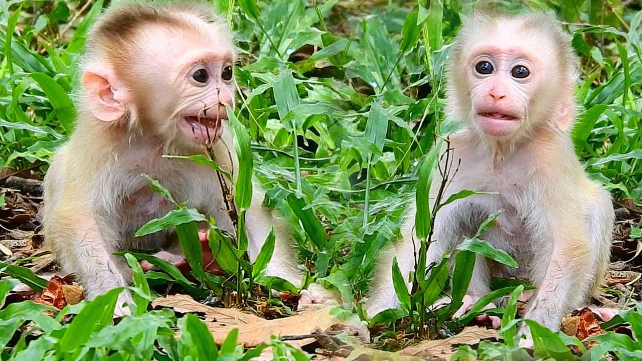 Baby Monkey Leo get many experience from his mom Libby in his life ...