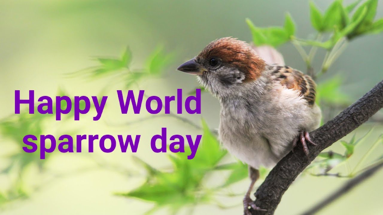 Happy World sparrow day ️ ( save birds) - YouTube