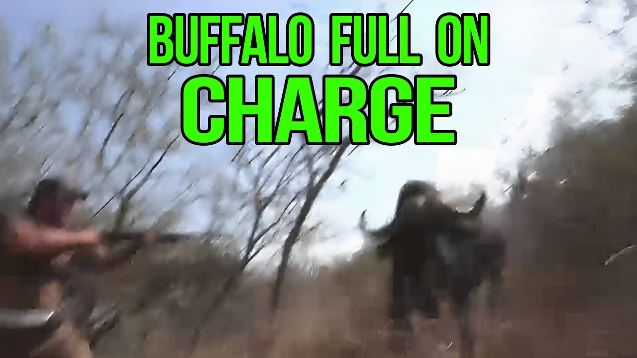 Cape Buffalo Hunt: Full Charge (Close Encounter) - YouTube