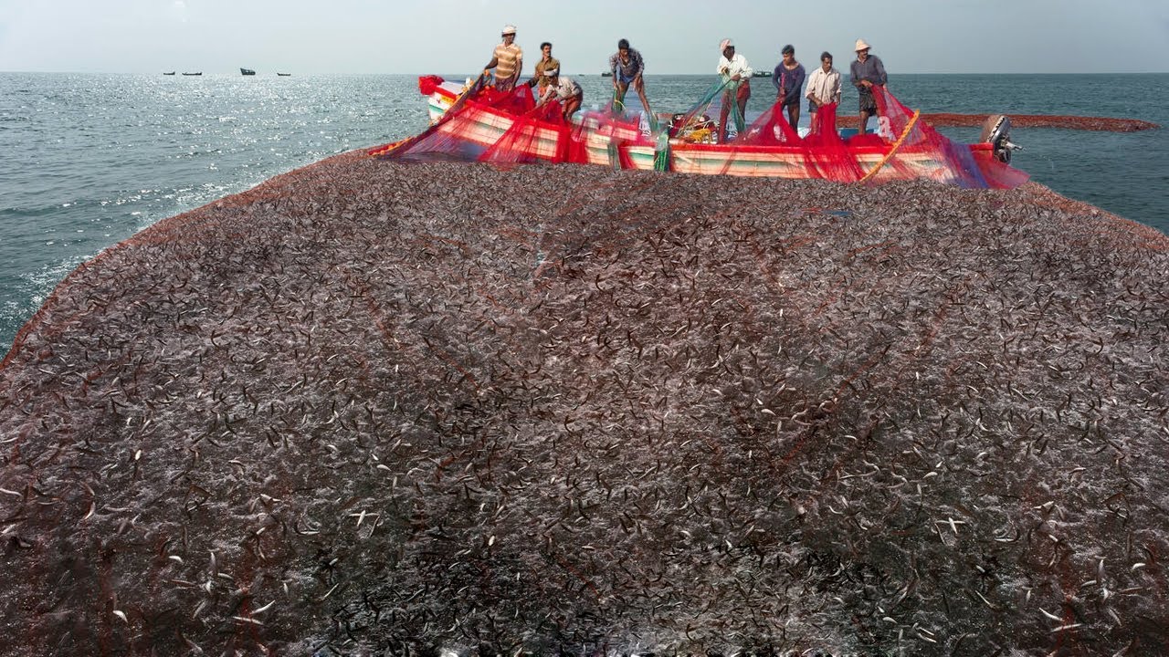 Watch fishing with Nets Traditional. Unbelievable Tens of Tons Sardine ...