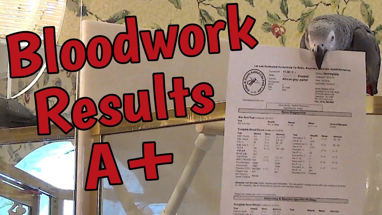 Bloodwork Results From A Visit To The Vet YouTube bloodwork-results-from-a-visit-to-the-vet-youtube