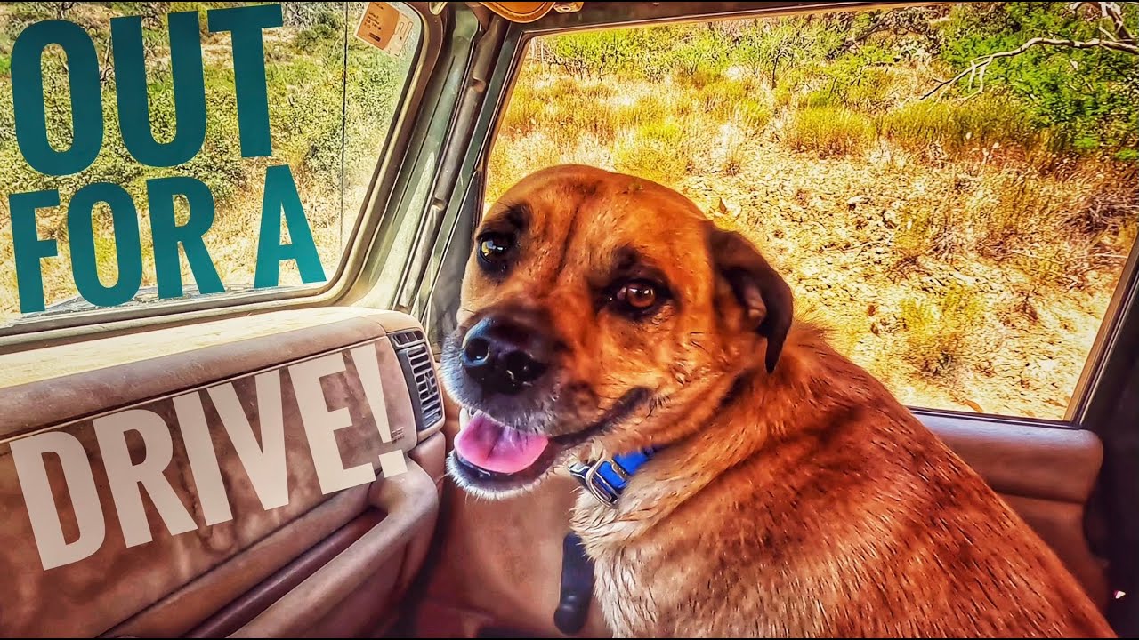 Doggy Out For A Drive - YouTube