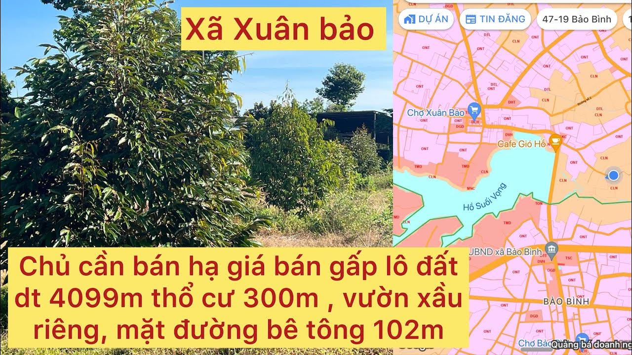 Bán Lô đất Xã Xuân Bảo Dt 4099m Thổ Cư 300m Mặt đường Bê Tông 102m Vườn